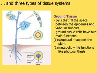 Tissues organs and systems in plants r1 | PPTX