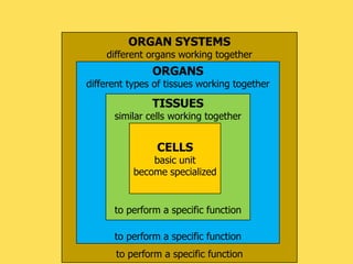 Tissues organs and systems in plants r1 | PPTX