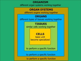 Tissues organs and systems in plants r1 | PPTX