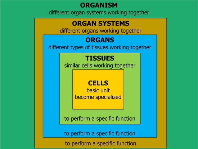 Tissues organs and systems in plants r1 | PPTX | Gardening | Home & Garden