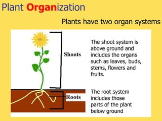 Tissues organs and systems in plants r1 | PPTX