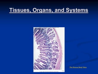 Tissues, Organs and Systems PPT.ppt