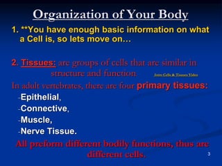 Tissues, Organs and Systems PPT.ppt