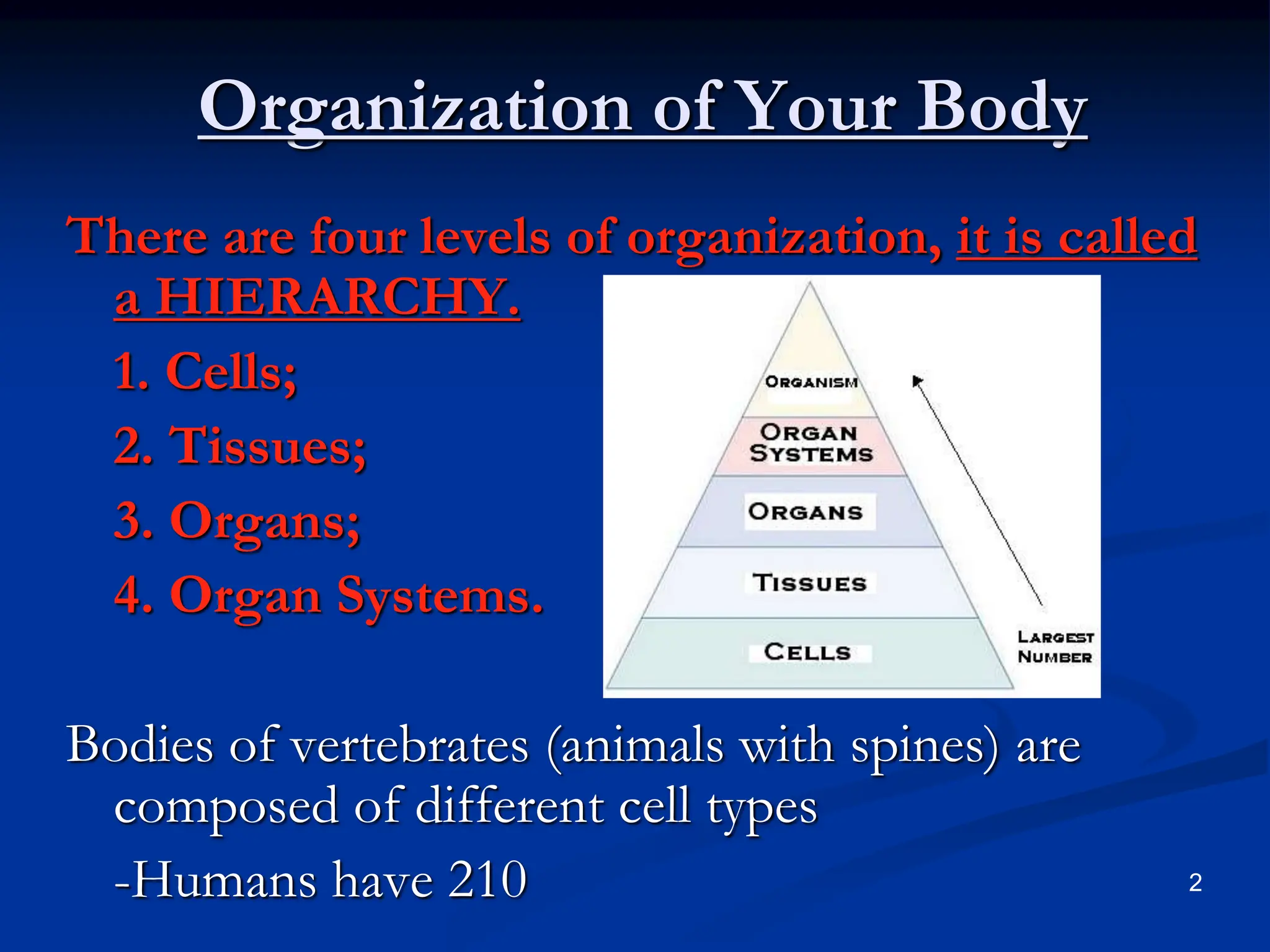 How Tissues, Organs and Systems function | PPT