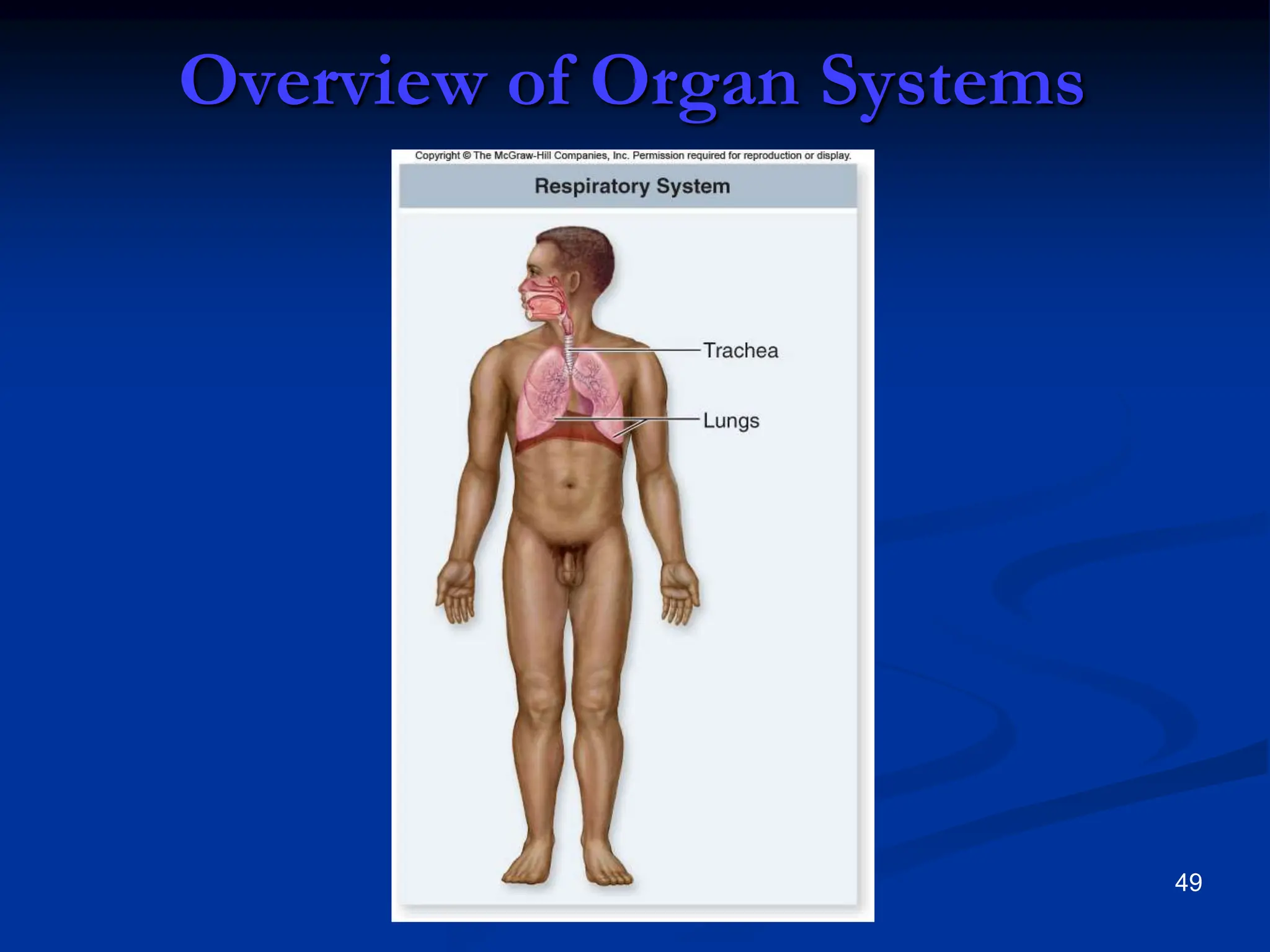 How Tissues, Organs and Systems function | PPT