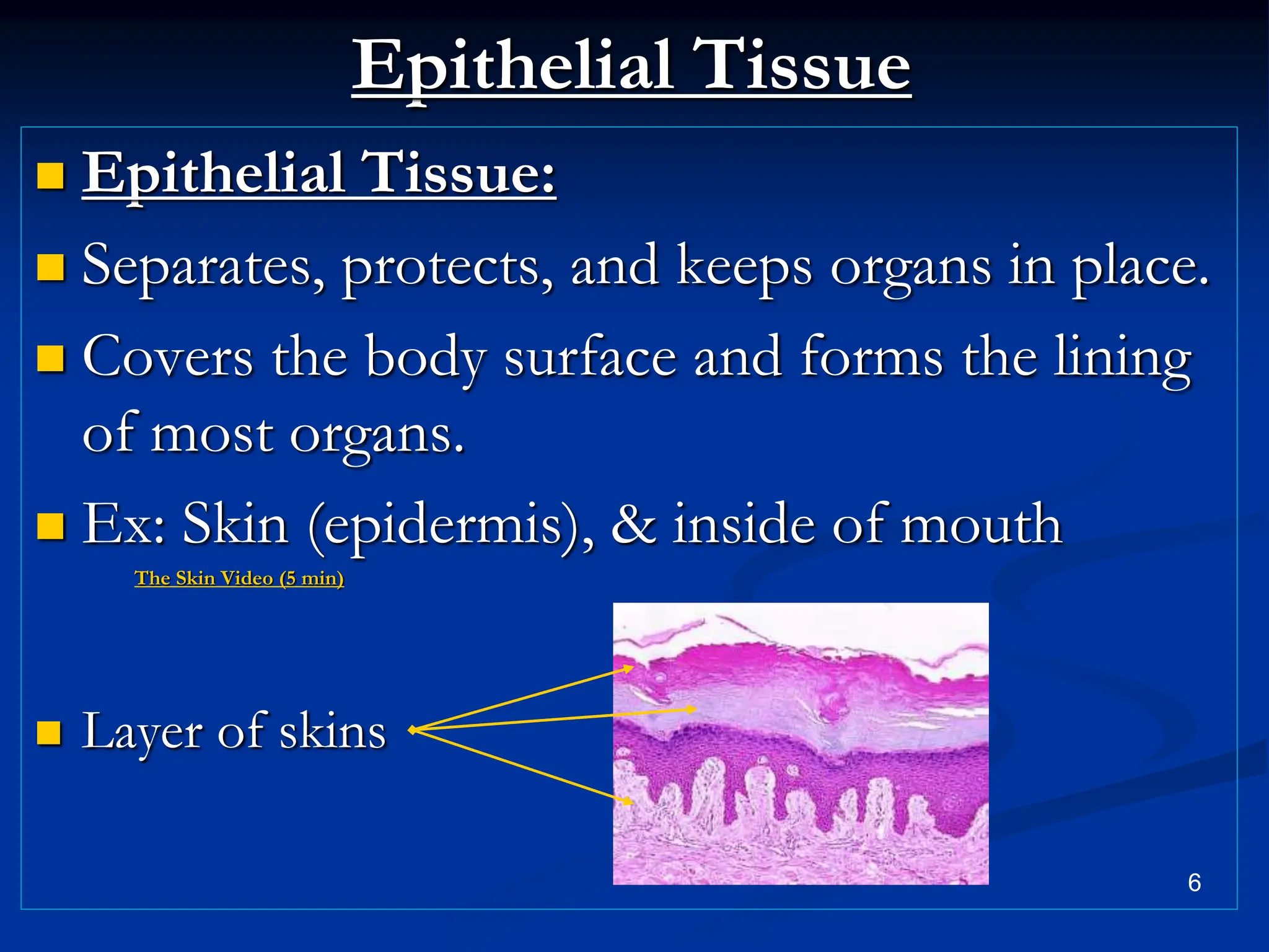 How Tissues, Organs and Systems function | PPT