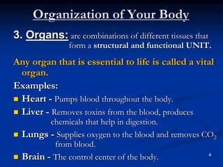 How Tissues, Organs and Systems function | PPT