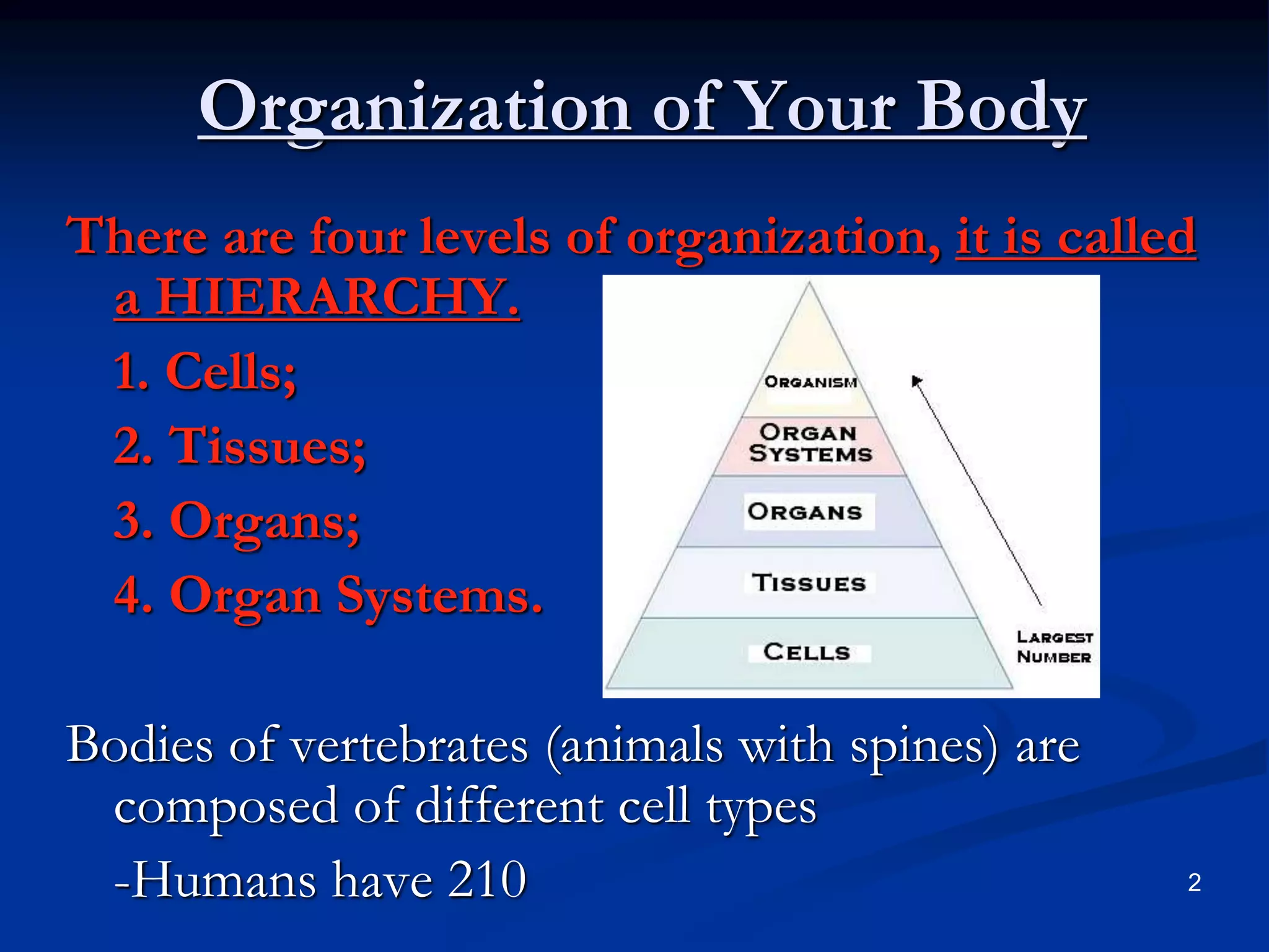 Tissues, Organs and Systems PPT (1).ppt