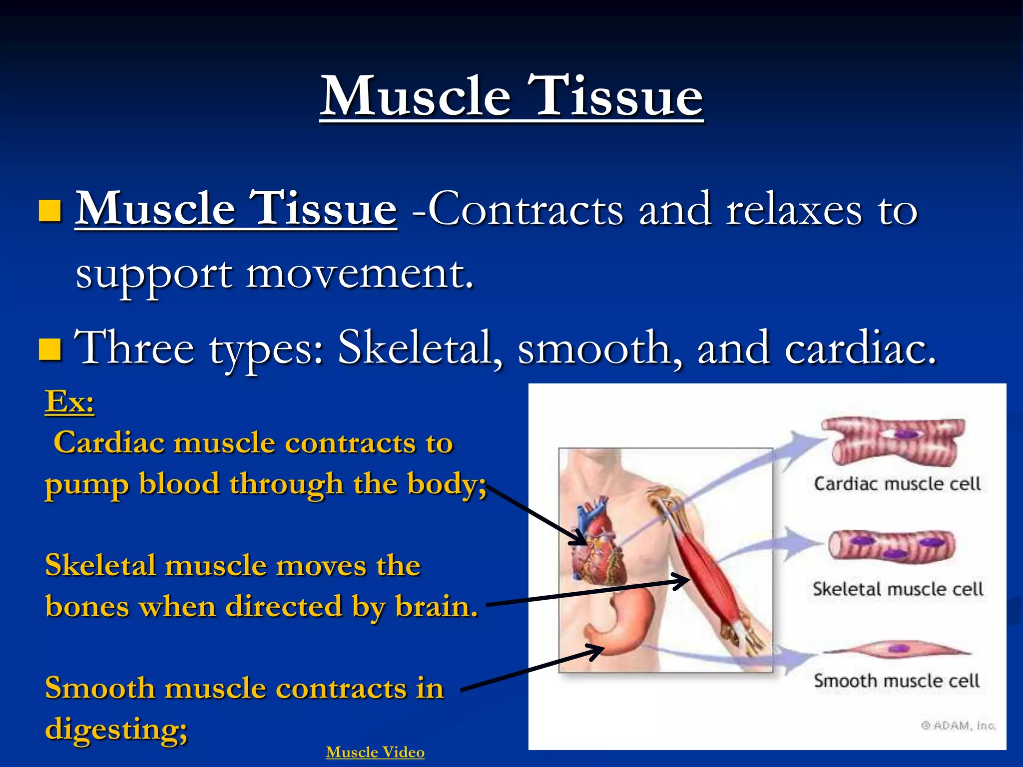 Tissues, Organs and Systems PPT (1).ppt