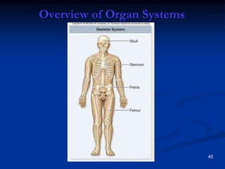 Tissues, Organs and Systems PPT (1).ppt
