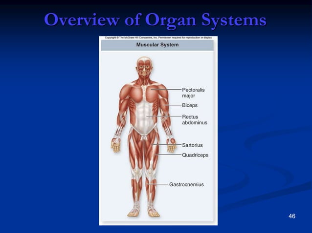 Tissues, Organs and Systems PPT (1).ppt