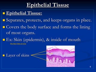 Tissues, Organs and Systems PPT (1).ppt
