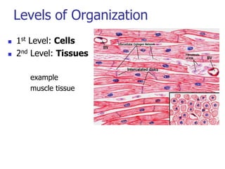Tissues organs and systems r2 | PPTX