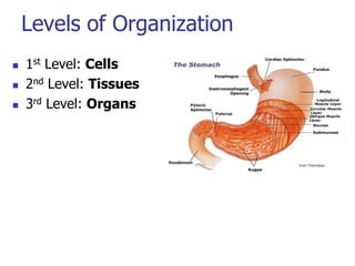 Tissues organs and systems r2 | PPTX
