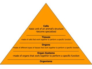 Tissues organs and systems r2 | PPTX