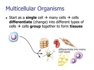 Tissues organs and systems r2 | PPTX