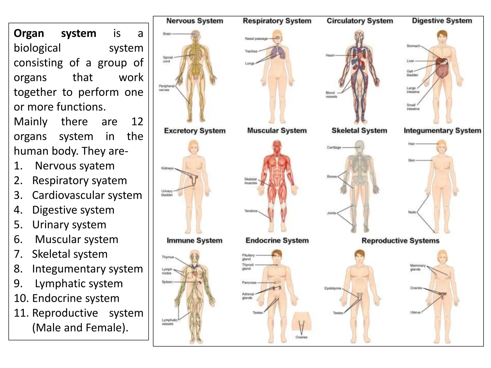 Tissues, Organs, Organ System, Organism_2_IX_CBSE.pptx