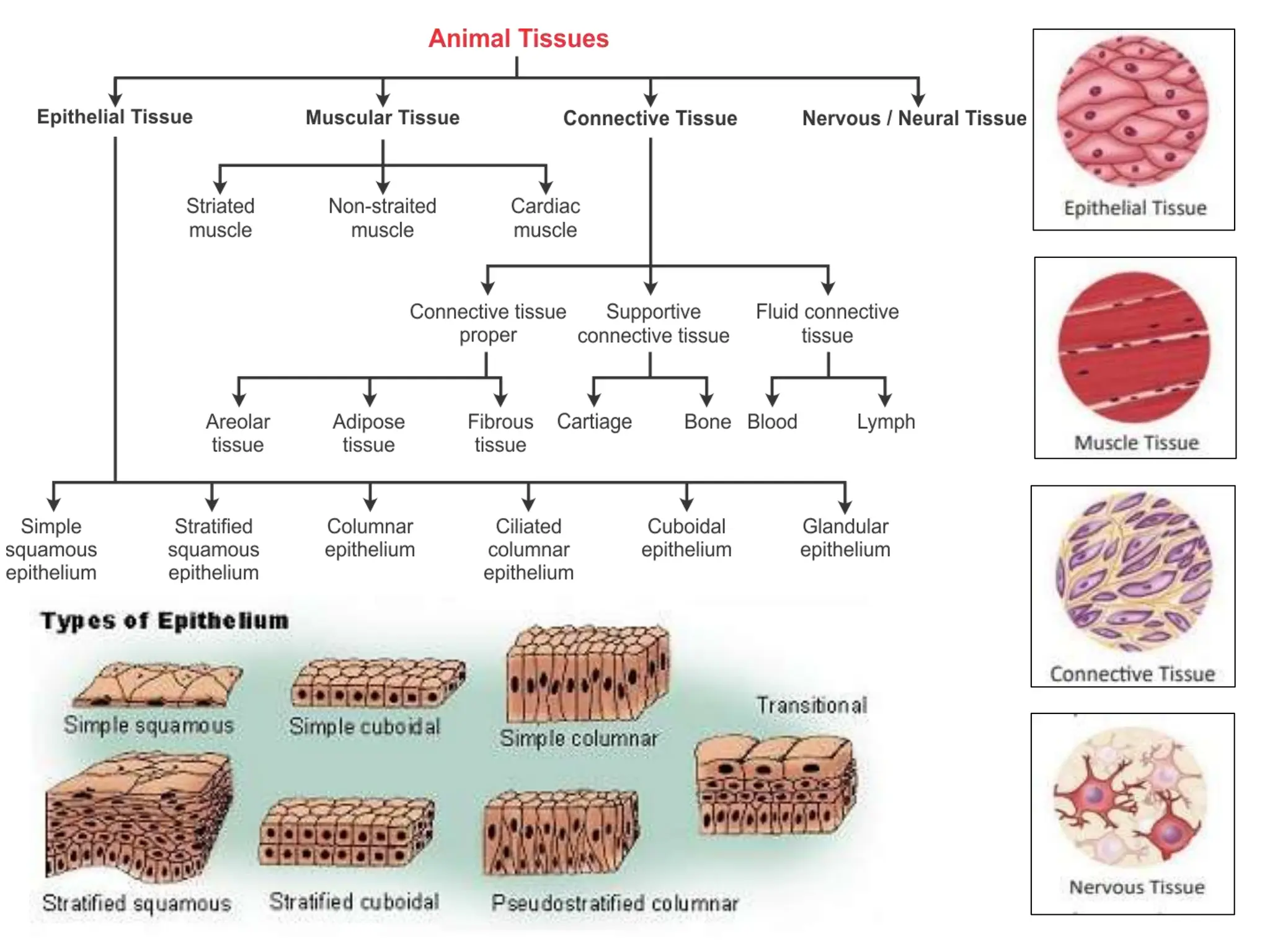 Tissues, Organs, Organ System, Organism_2_IX_CBSE.pptx