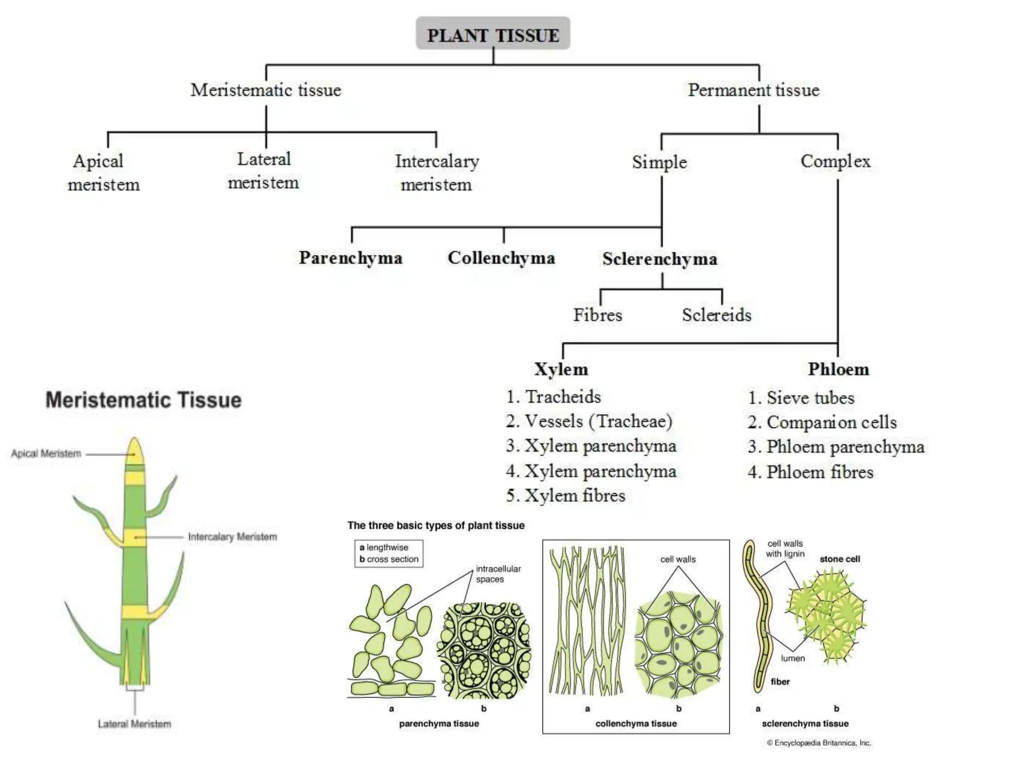 Tissues, Organs, Organ System, Organism_2_IX_CBSE.pptx