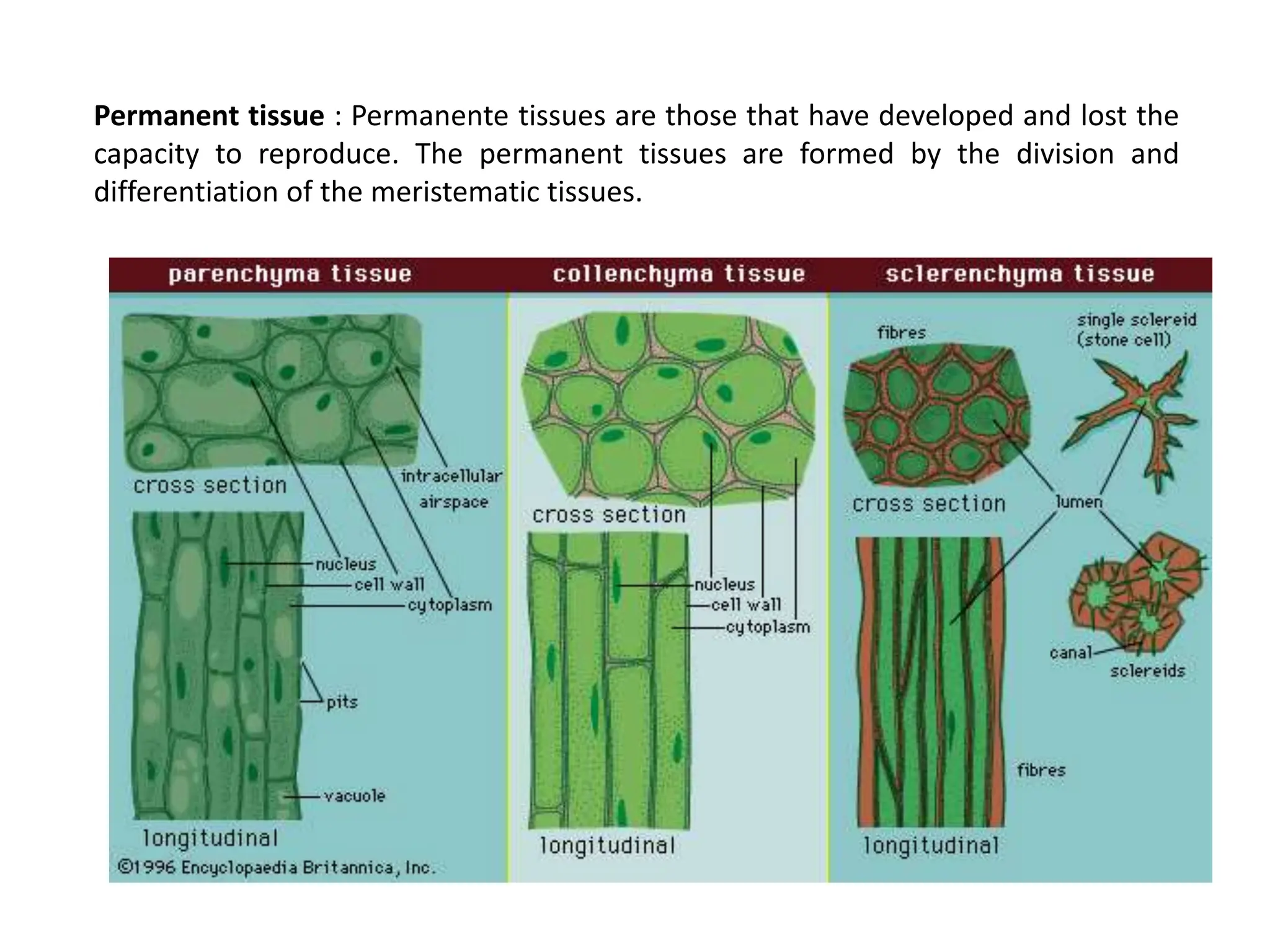 Tissues, Organs, Organ System, Organism_2_IX_CBSE.pptx