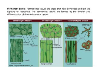 Tissues, Organs, Organ System, Organism_2_IX_CBSE.pptx
