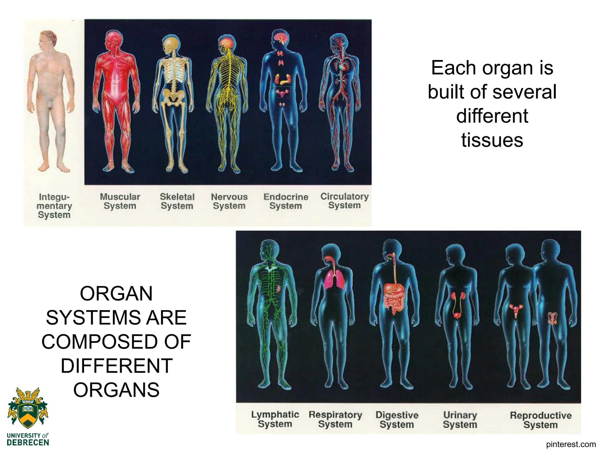 Tissues_Organs_OrganSystems_Lecture copy.pdf
