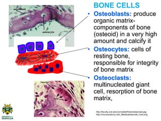 Tissues_Organs_OrganSystems_Lecture copy.pdf