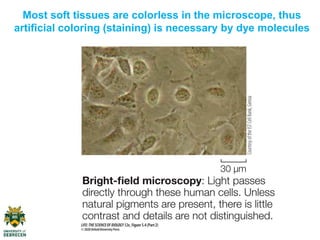 Tissues_Organs_OrganSystems_Lecture copy.pdf
