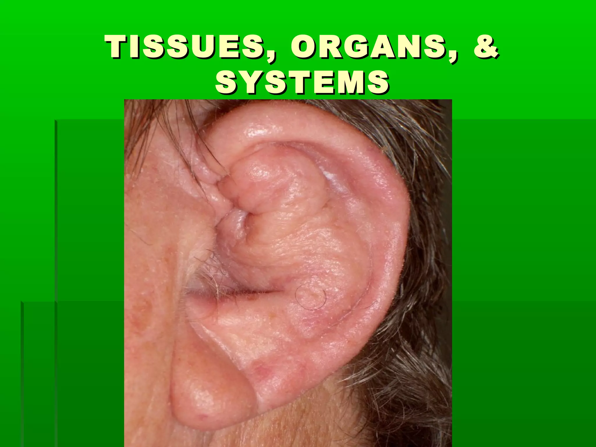 HIS 120 Tissues, Organs, and Systems | PPT