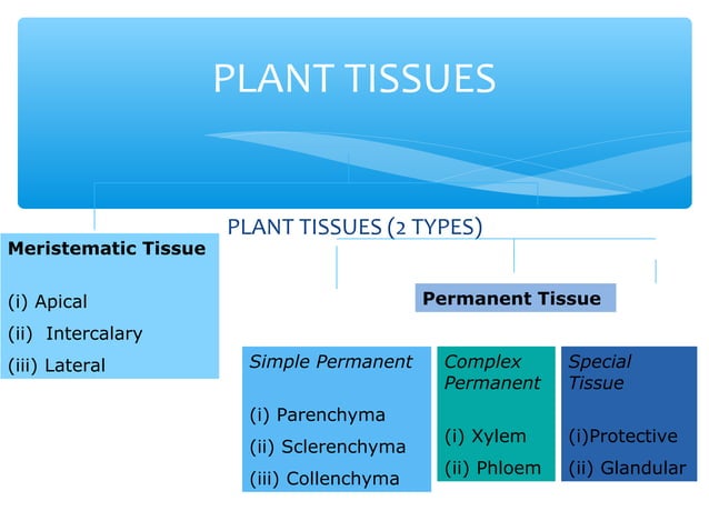 Tissues ppt. 2 | PPT
