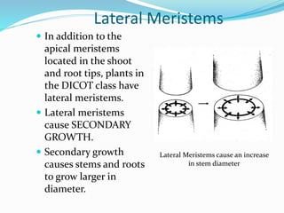 PLANT TISSUES | PPTX