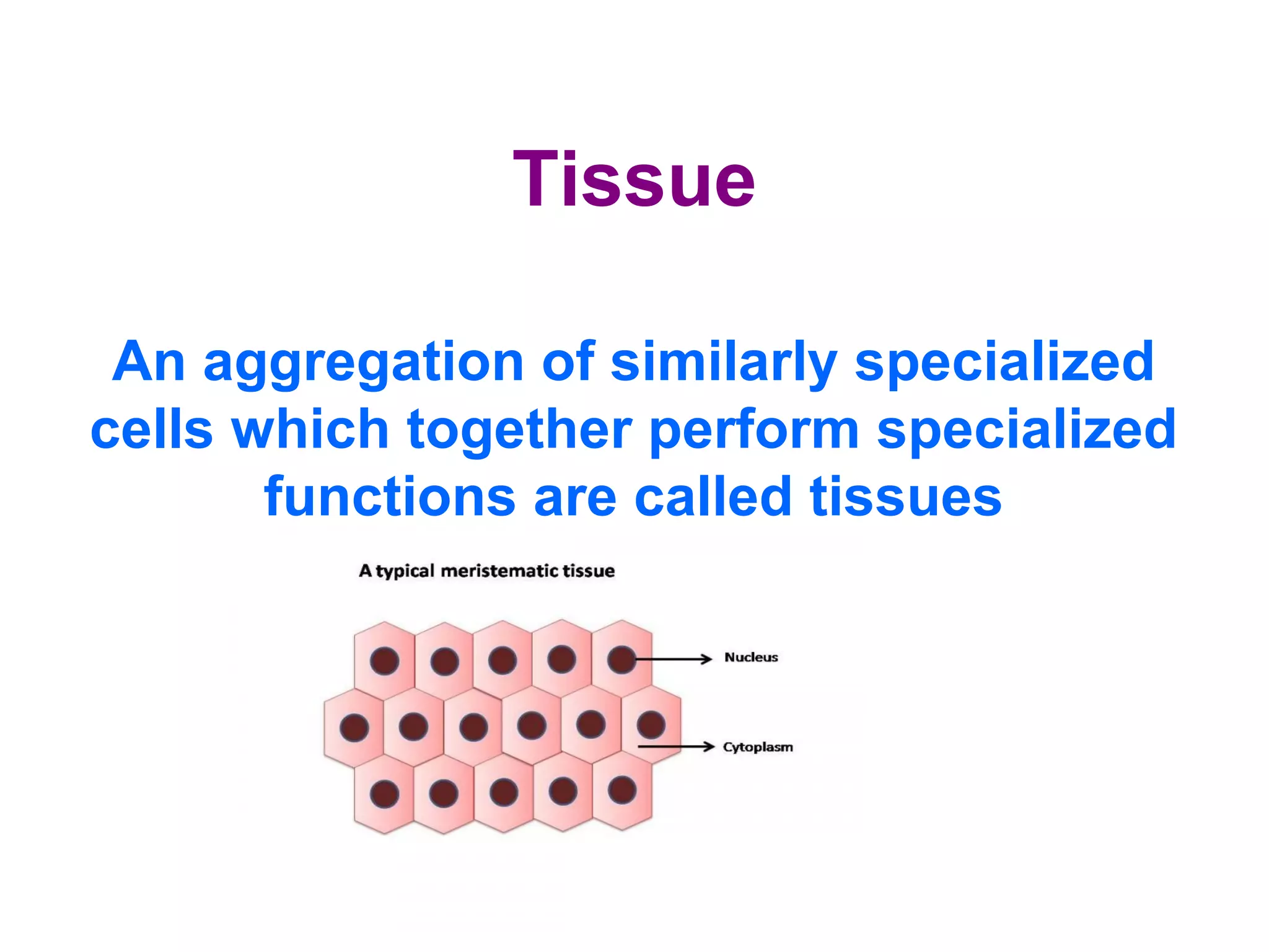 Tissues ppt | PPT