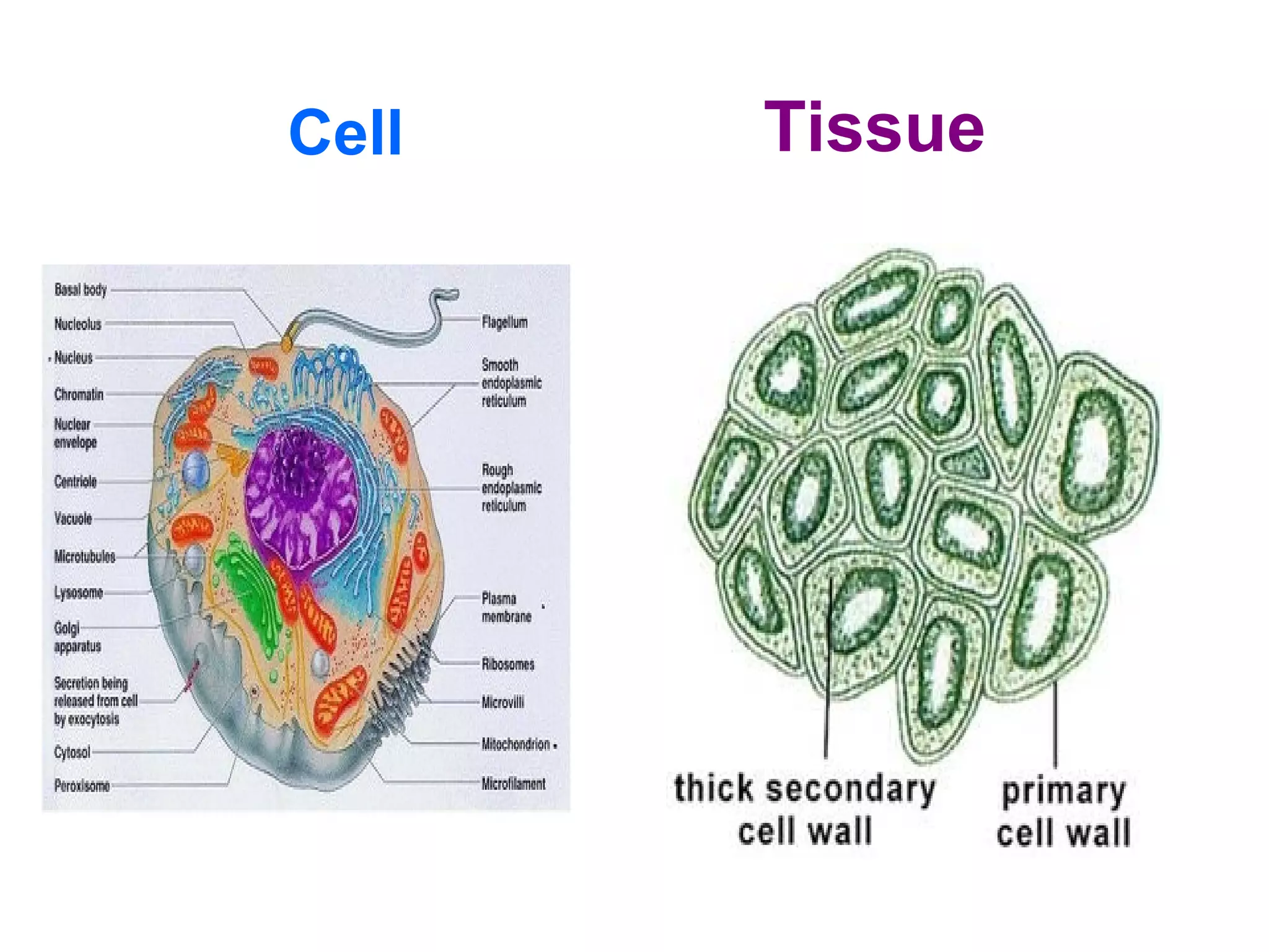 Tissues ppt | PPT