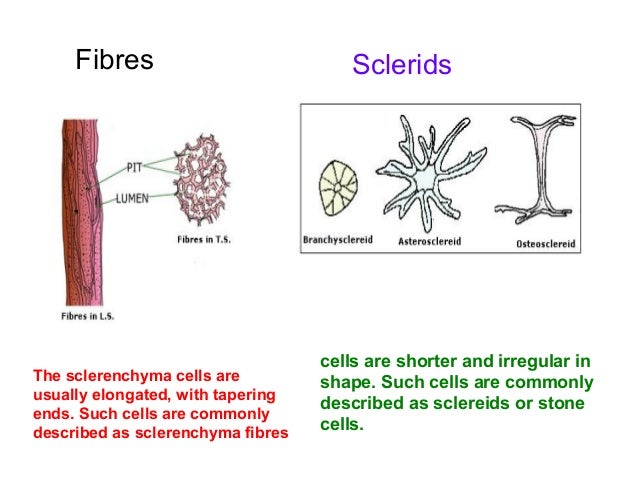 Sclereids And Sclerenchyma In Plant Cell With Diagram Mention The