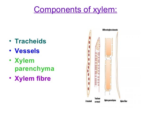 Xylem With Images Plant Tissue Plants Britannica