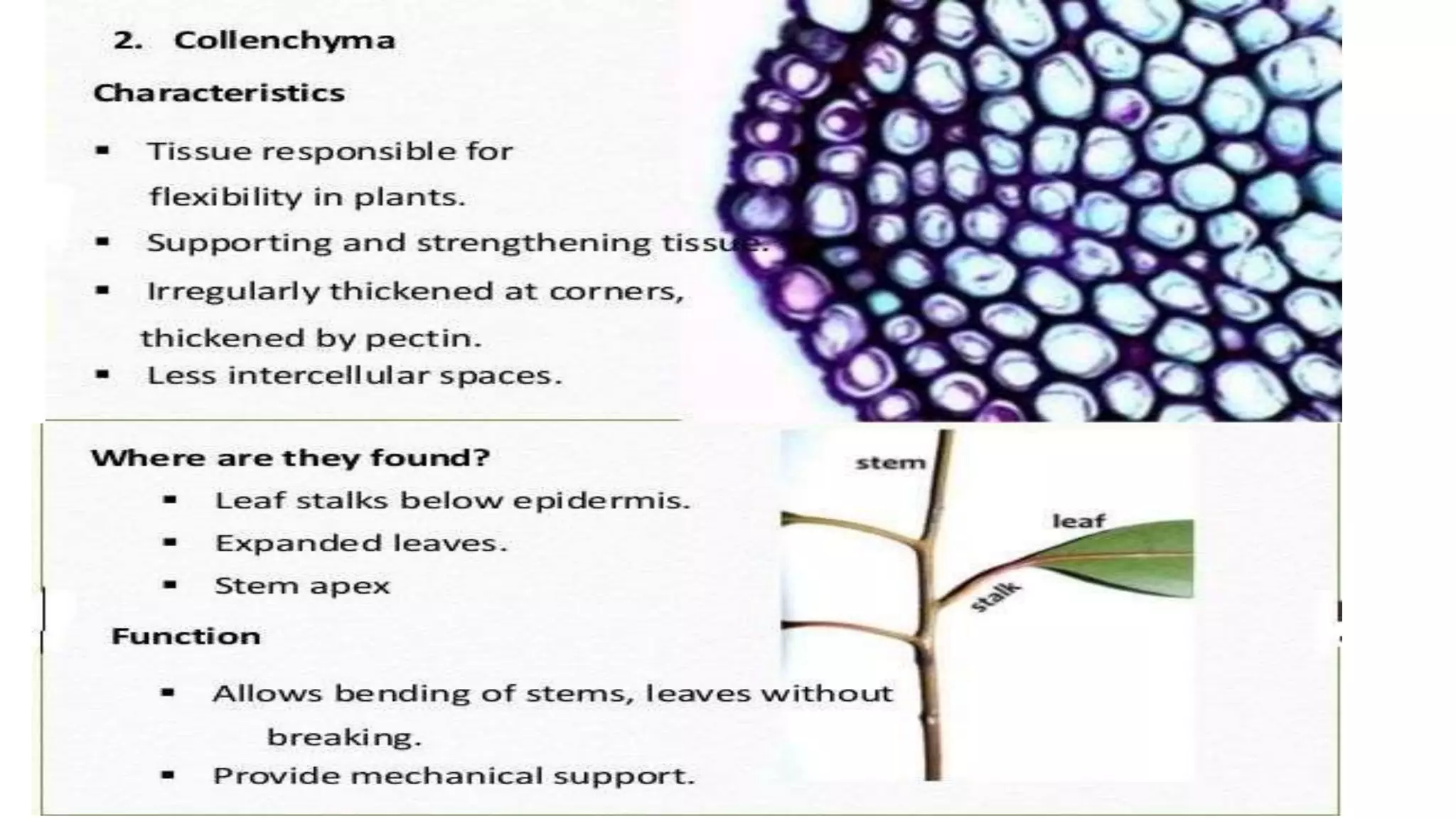 Tissues class 9 | PPTX