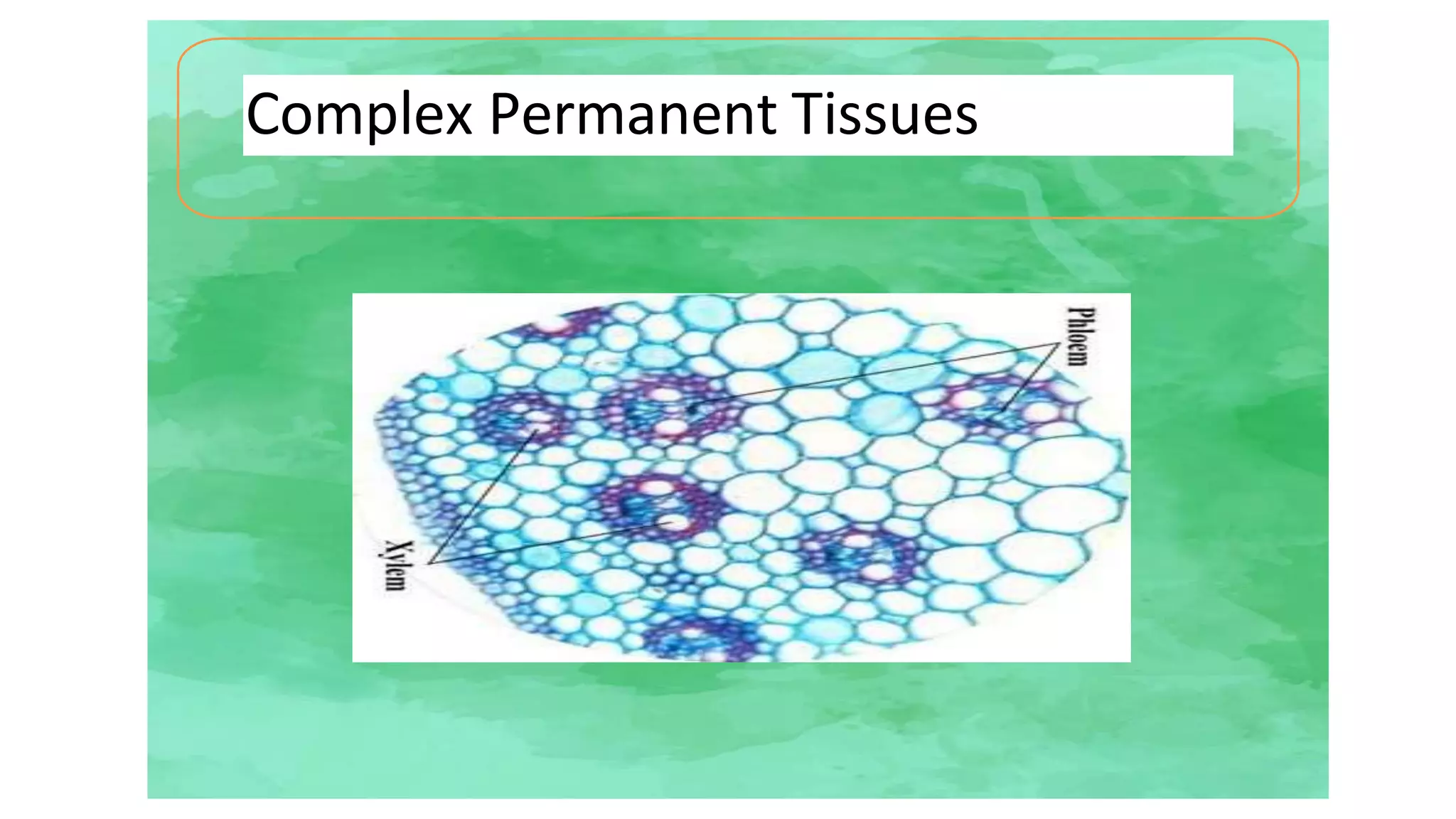 Tissues class 9 | PPTX
