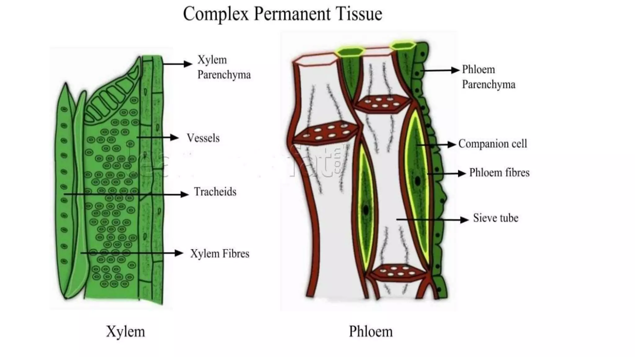 Tissues class 9 | PPTX