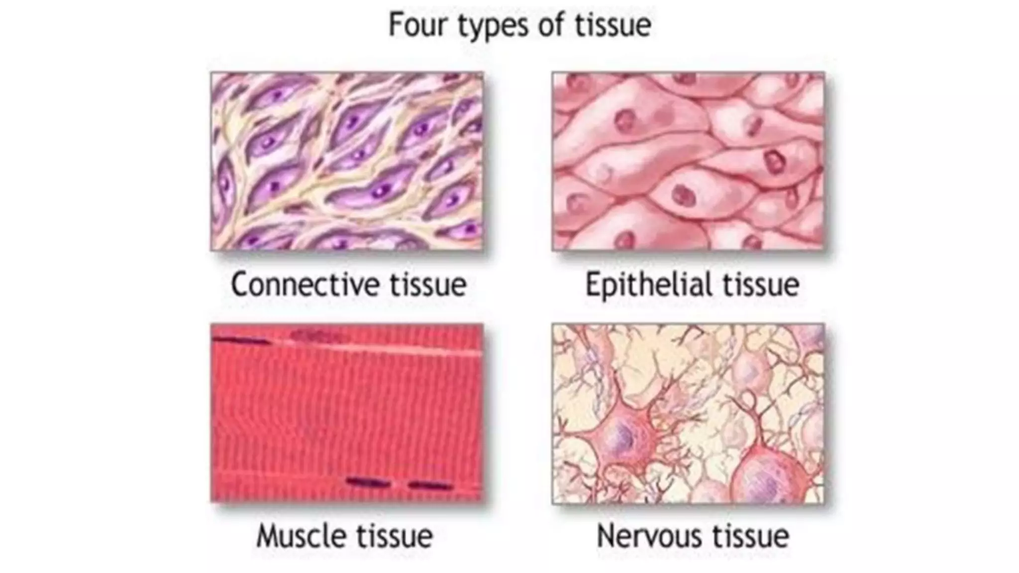 Tissues class 9 | PPTX