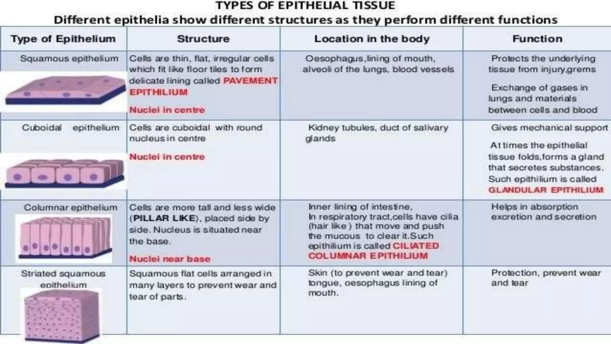 Tissues class 9 | PPTX