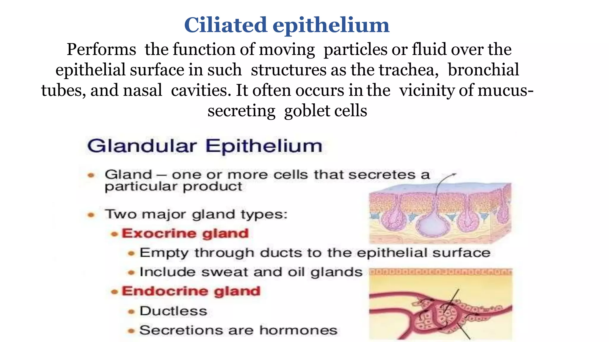 Tissues class 9 | PPTX