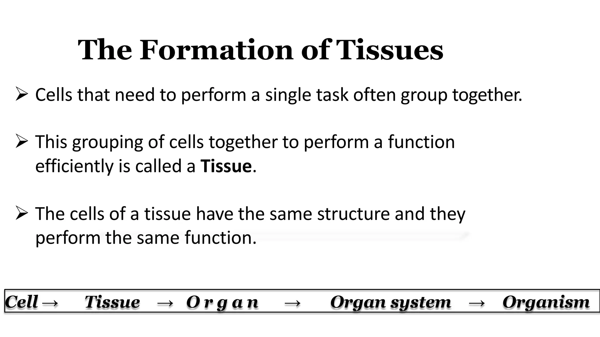 Tissues class 9 | PPTX