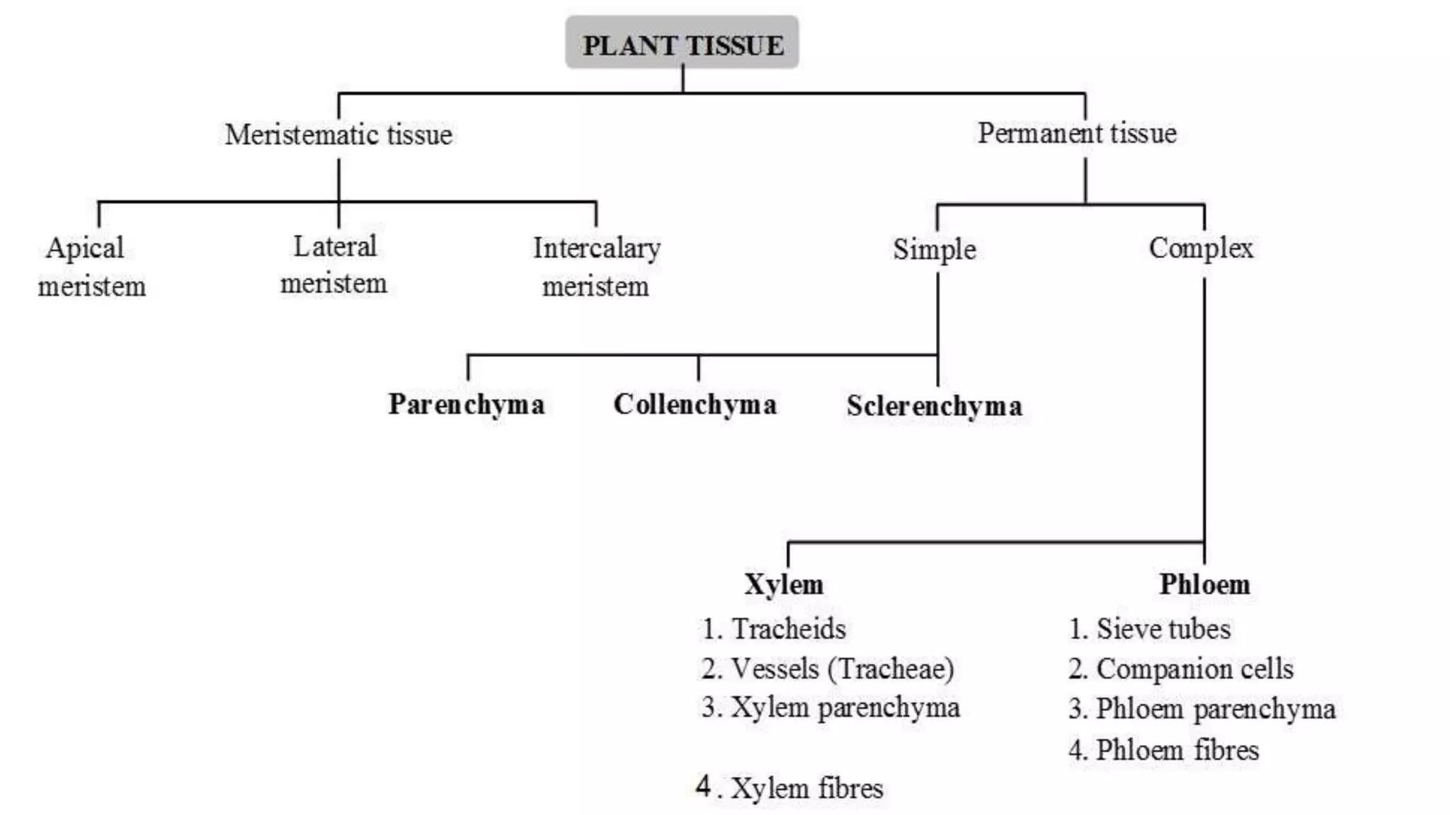 Tissues class 9 | PPTX
