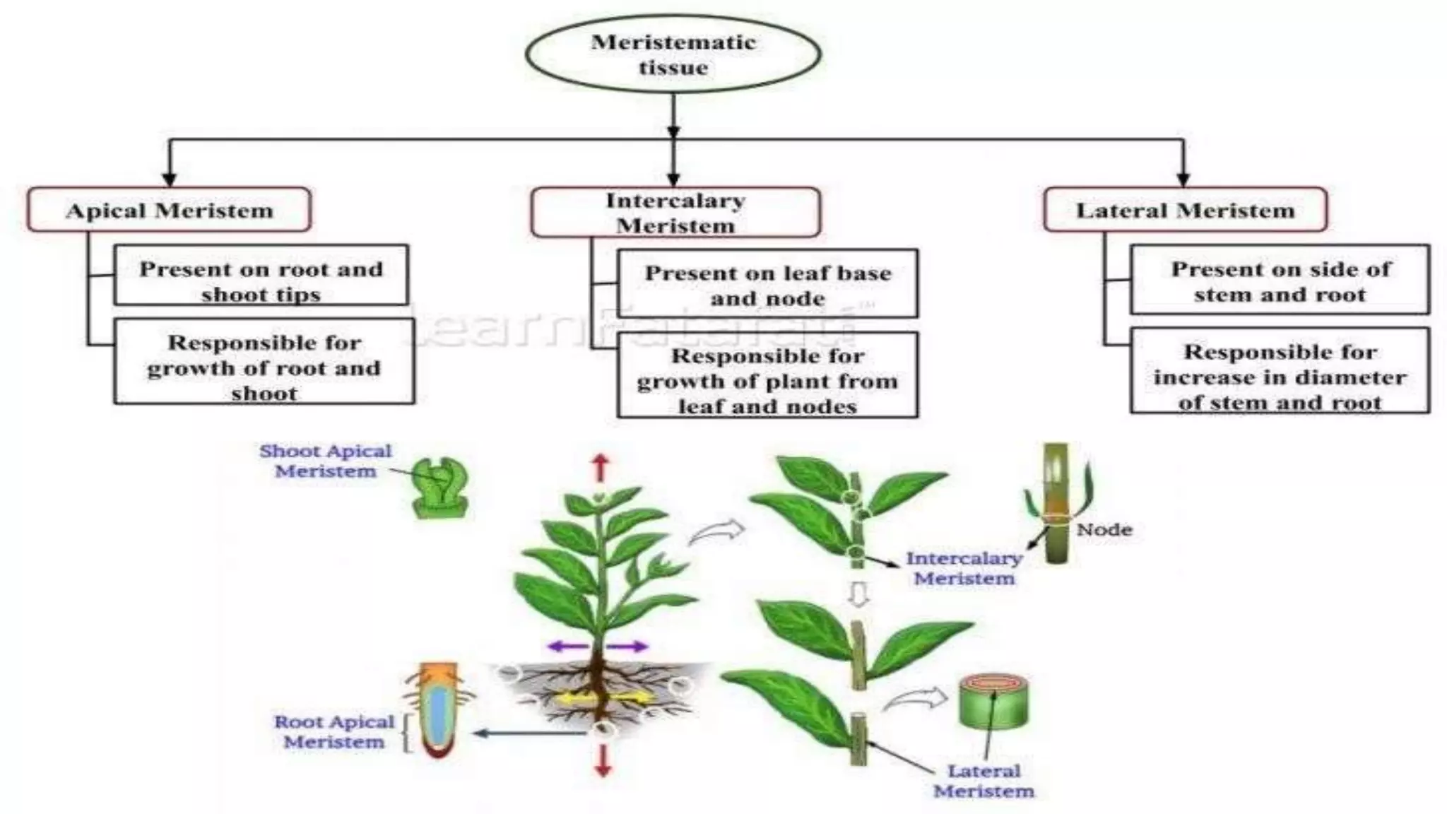 Tissues class 9 | PPTX
