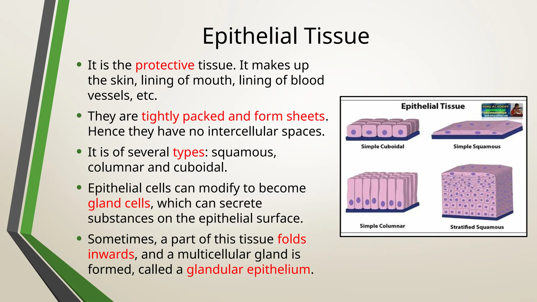 Ppt on tissue of plant and animals...... | PPTX