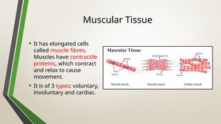 Ppt on tissue of plant and animals...... | PPTX
