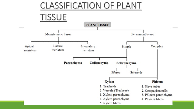 Tissues PPT class 9 | PPTX | Gardening | Home & Garden