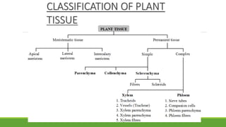 Tissues PPT class 9 | PPT