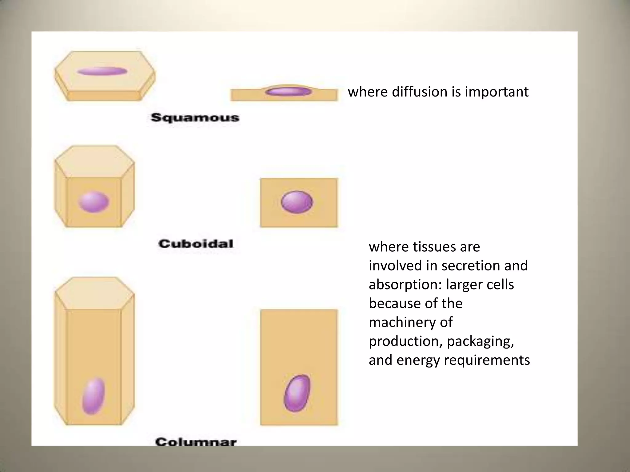 Tissues- types and functions, glands and membranes | PPTX