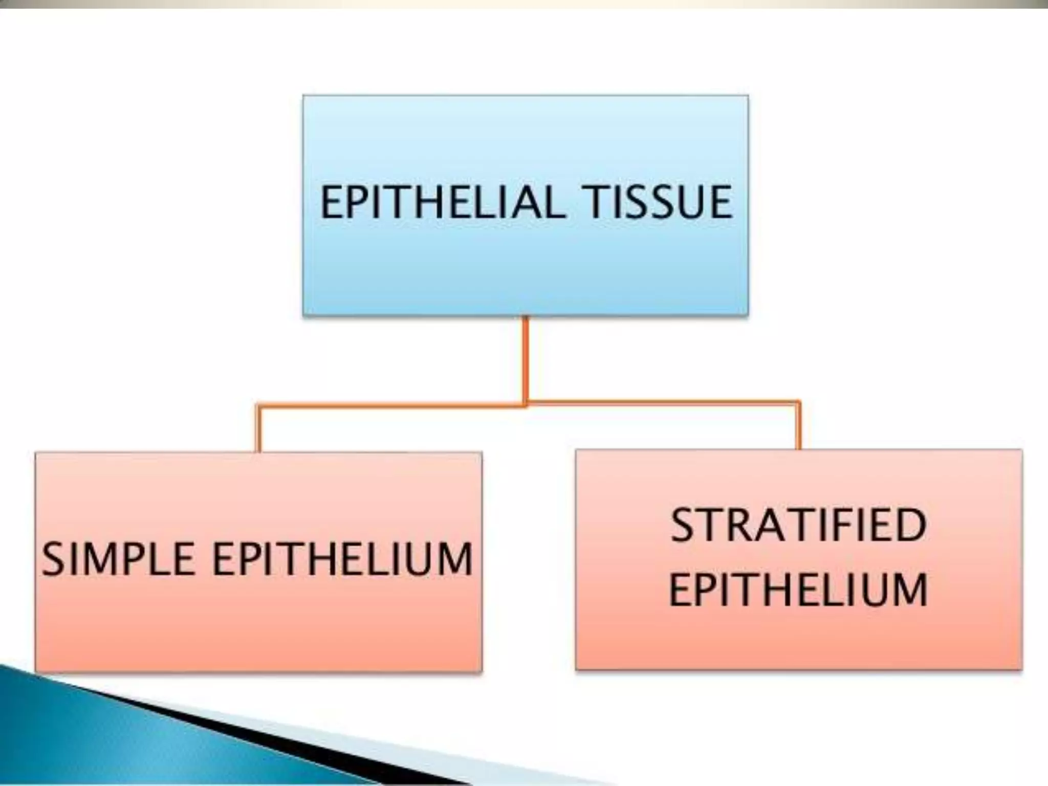 Tissues- types and functions, glands and membranes | PPTX